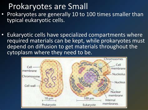 Ppt Types Of Cells Prokaryotes Plants And Fungi Powerpoint