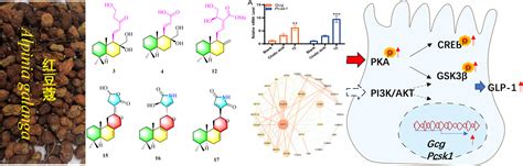 New Labdane Diterpenoids From Alpinia Galanga A New Type Of Glp‐1