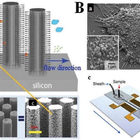 Dielectrophoresis Based Microfluidic Systems For Cell Analysis A