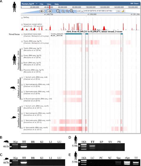 tissue and cell specific expression patterns of one novel intergenic