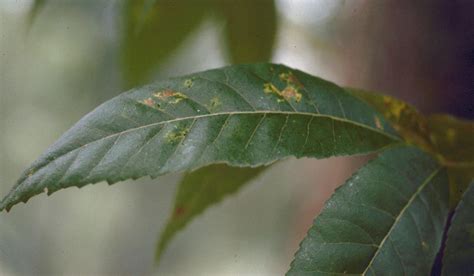 Pecan Diseases And Pests Description Uses Propagation