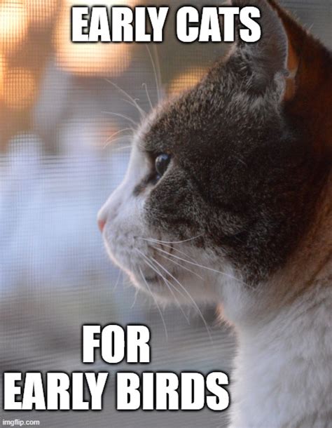 Early Bird Cat Imgflip