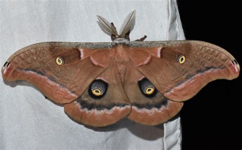 Moths Of North Carolina