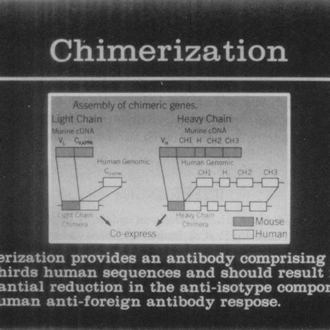 Illustration Of Method To Make Chimeric Mabs Download Scientific Diagram