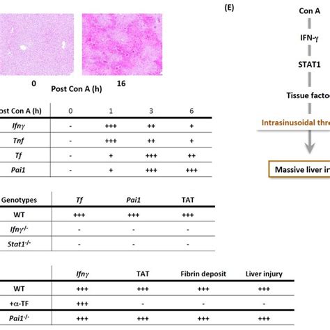 Schematic Structure Of The Liver Hepatic Sinusoids Are Composed Of