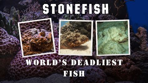 What Is A Stonefish 10 Shocking Facts About The Worlds Deadliest Fish