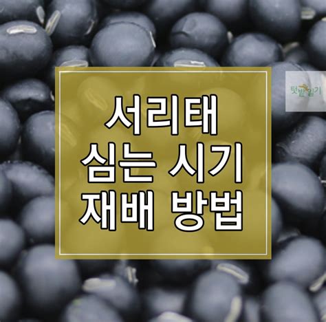 2024년 서리태 심는 시기 및 재배방법 알아보기