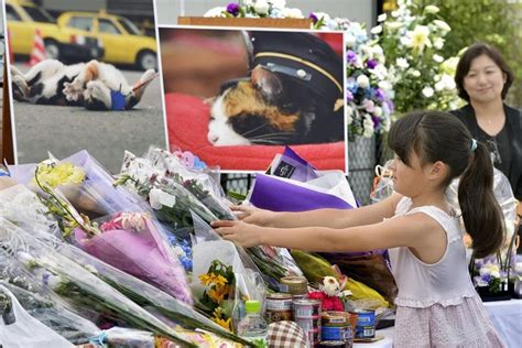 Muere Tama La Gatita Que Fue Jefa De Estación En Japón Mundo Feliz