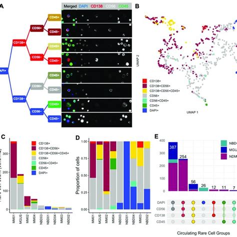 Rare Single Cell Classification And Enumeration A Decision Tree