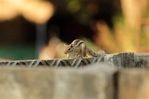 10000 Free Squirrel Sound Effects And Squirrel Images Pixabay