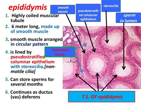 Histology Of Testes And Epididymis