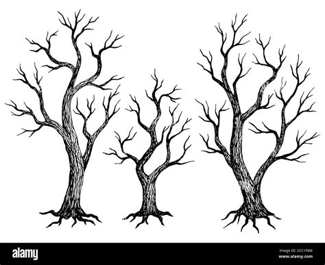 How To Draw A Realistic Tree Without Leaves