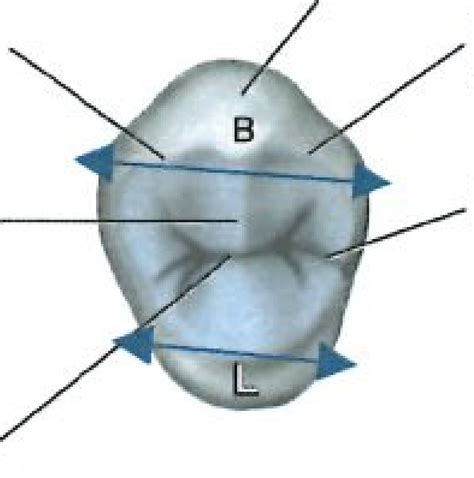 Maxillary Right First Premolar Diagram Quizlet