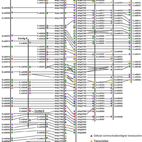 Alignment Of Conserved Genes Download Scientific Diagram