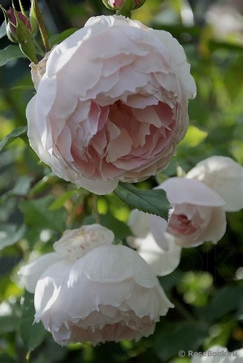 Beautiful English Roses In The Sun