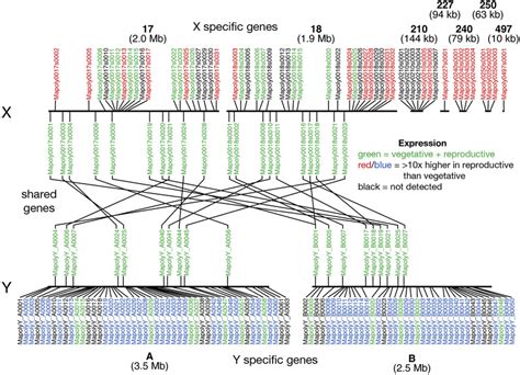M Polymorpha Sex Chromosomes Download Scientific Diagram