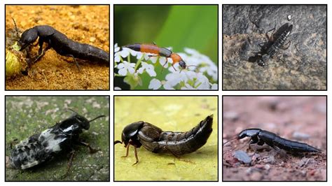 7 Common Rove Beetles Identification With Images