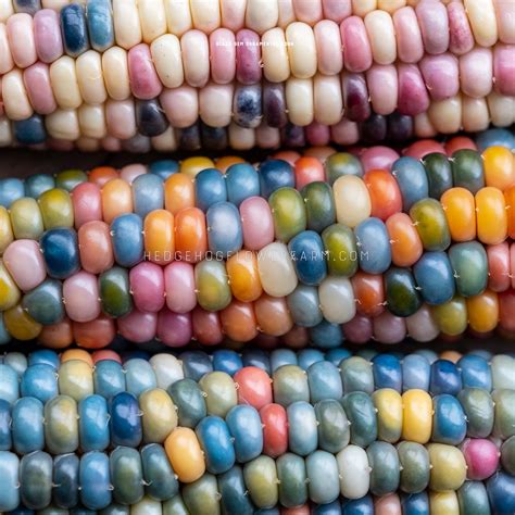 Ornamental Corn Glass Gem Seeds Translucent Multi Colored Corn