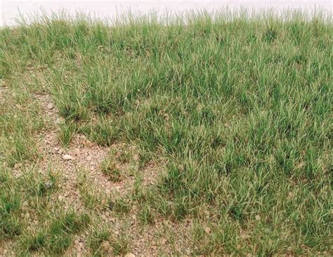 Crushed Base Crushed Stone Ground And 12 14 Mm High Grass A4 Wg154eas Diorama Landscape