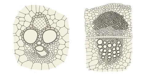 Vascular Bundle Diagram