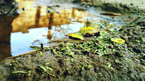 Premium Photo Close Up Of Insect On Water