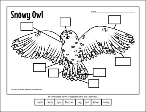 Snowy Owl Labeling Diagram Label An Owl Parts Of A Bird Worksheet
