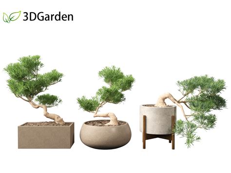 Podocarpus Macrophyllus Buddhist Pine 3d Model 3dgardenplants