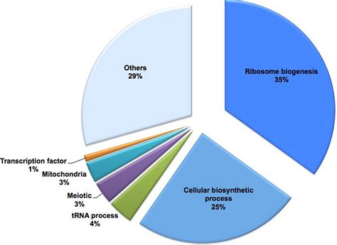 microarray analysis of nsc319726 treated samples from c albicans