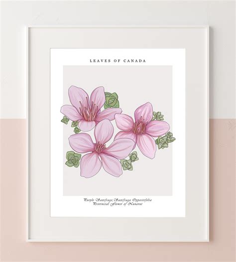 Purple Saxifrage Drawing