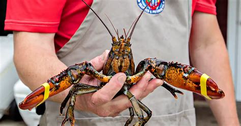 The Mysterious Black Line On A Lobster Tail What It Is And How To Remove