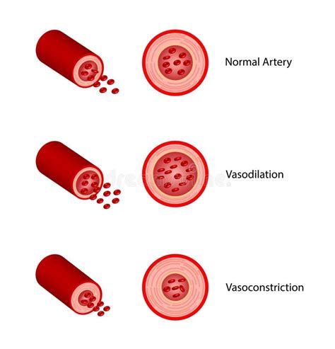 Arterial Vasoconstriction And Vasodilation Comparison Of Normal