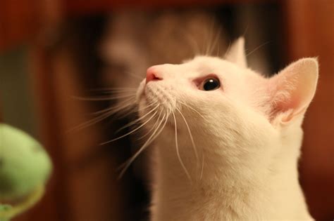 Kucing Lihatlah Putih Foto Gratis Di Pixabay Pixabay