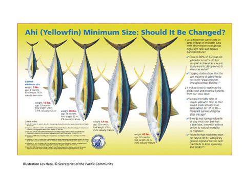 Ahi Yellowfin Tuna Minimum Size Banner By Western Pacific Regional