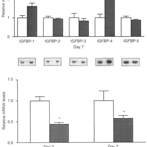 Relative Gh Receptor Mrna Levels Gh Receptor Mrna And 18s Rna Levels Download Scientific