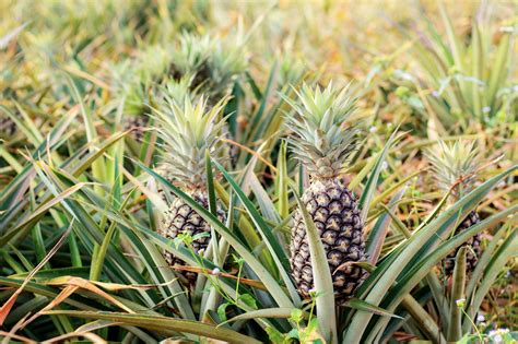 Pineapple Farming A Comprehensive Guide For Beginners