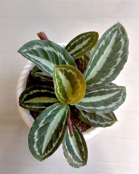 Calathea Goeppertia Species Cultivars And Hybrids Genus Calathea
