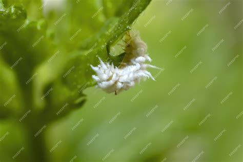 Premium Photo Planococcus Citri Commonly Known As The Citrus Mealybug