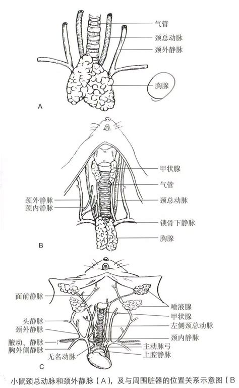显微血管吻合训练视频 我的手术学习笔记系列 脑医汇