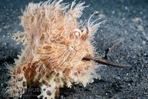 Frogfish Eating A Fish