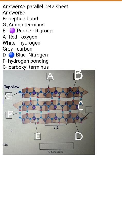 solved answera parallel beta sheet answerb b peptide
