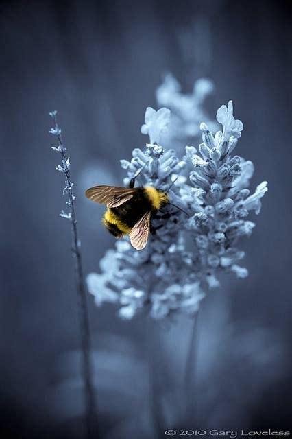 Bumble Bee Illustration Artofit