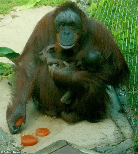 Come Here And Give Me A Cuddle Mother And Newborn Orangutan Baby Are Inseparable Daily Mail