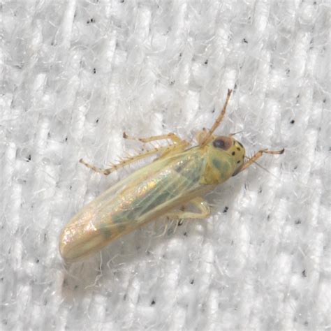 Maryland Biodiversity View Thumbnails Aster Leafhopper
