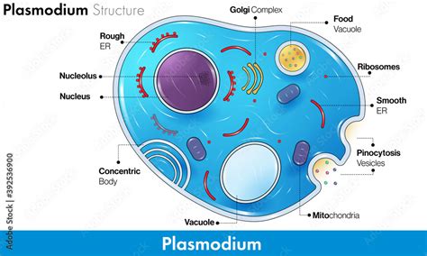 Ultra Detailed Structure Of Plasmodium The Causative Agent Of Malaria
