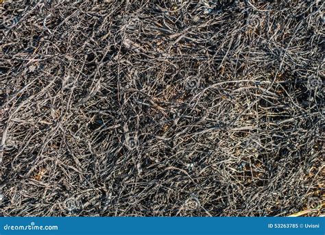 Burned Dry Grass Texture Stock Images 176 Photos