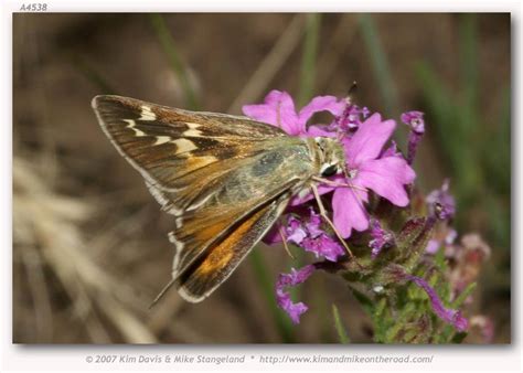 Hesperia Uncas Lasus Uncas Skipper