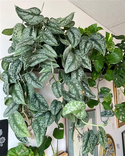 Ultimate Guide To Growing And Caring For Scindapsus Plants Indoors