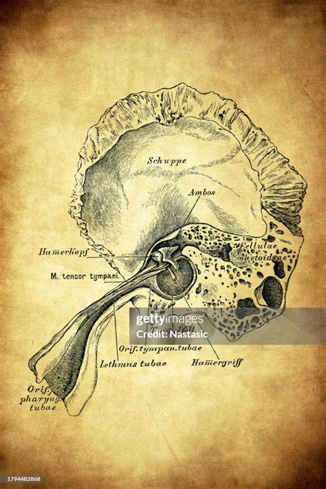 The Tympanic Membrane And The Eardrum High Res Vector Graphic Getty