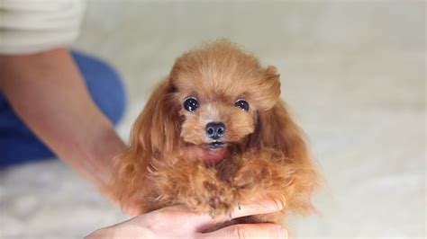マイクロ・ティーカッププードル｜子犬誕生情報＆ママ犬紹介＆成約実績｜ジャパン プードル クラブ