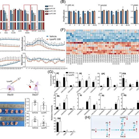 Validation Of Exogenous Lysophosphatidylcholine Lysopc Effects On